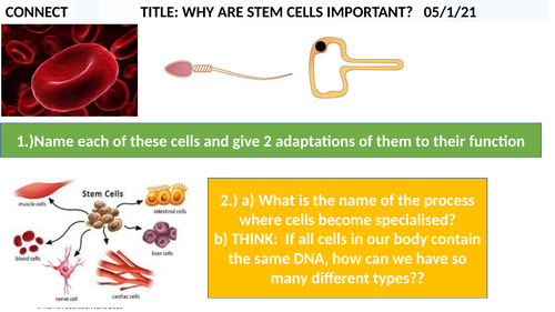 Stem Cells GCSE Biology | Teaching Resources