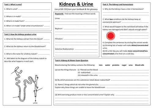 SB7h/i - Osmoregulation A3 sheet (Edexcel Single Biology GCSE ...