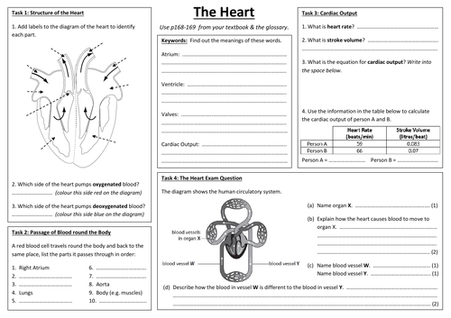 SB8d - The Heart & Cardiac Output A3 sheet (Edexcel Single Biology GCSE ...
