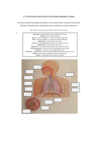 Component 1.2 - Cardiorespiratory System - GCSE Edexcel PE | Teaching ...
