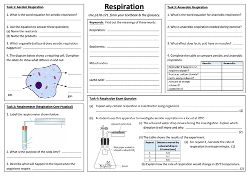 CB8d - Respiration A3 sheet (Edexcel Combined Biology GCSE) | Teaching ...