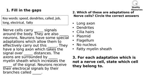 GCSE Nerves and Synapses Complete Lesson | Teaching Resources