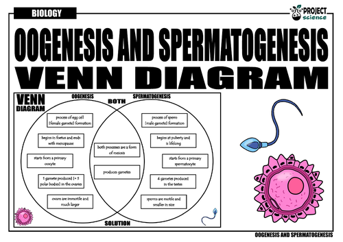 Oogenesis and Spermatogenesis Venn Diagram | Teaching Resources