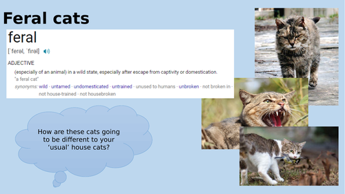 Brilliant Publications - Feral Cats PPT | Teaching Resources