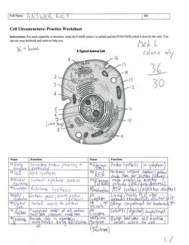 Cell Ultrastructure Practice Worksheet | Teaching Resources