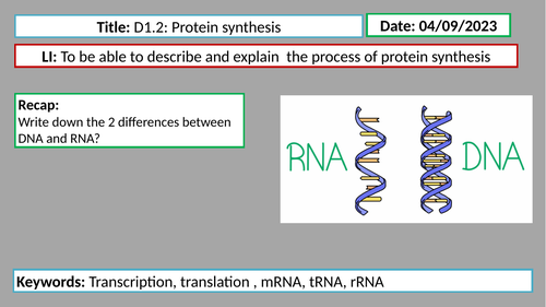 IB Biology D1.2: Protein synthesis (first exams in 2025) | Teaching ...