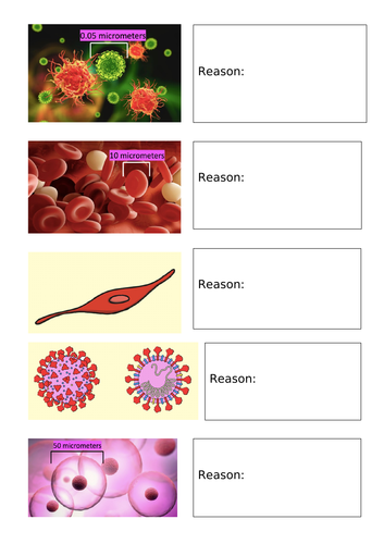 KS3 Biology Animal and Plant Cells | Teaching Resources