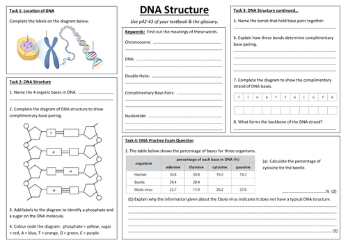 CB3b - DNA Structure A3 sheet (Edexcel Combined Biology GCSE ...