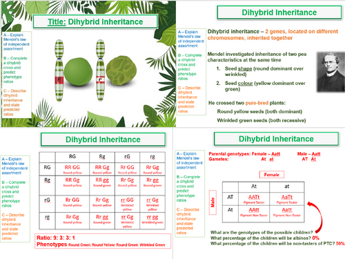 Dihybrid Inheritance - AQA A Level Biology (A2) -17. Inherited Change ...