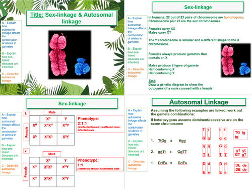 Sex Linkage & Autosomal Linkage - AQA A Level Biology (A2) -17 ...