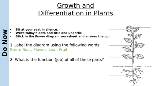 Growth and differentiation in plants | Teaching Resources