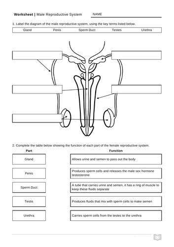 Reproductive System Worksheets Printable