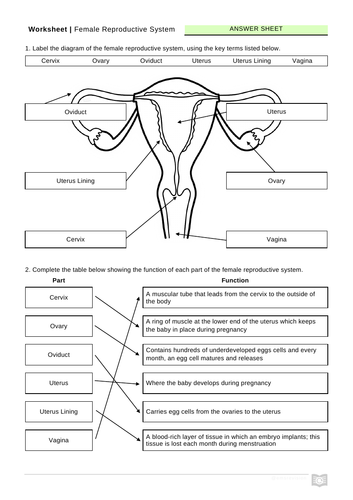 Reproductive Systems - Worksheets | Teaching Resources