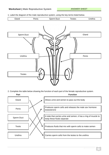 Reproductive Systems - Worksheets | Teaching Resources