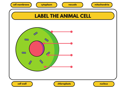 Plant and Animal cells vibrant diagrams | Teaching Resources