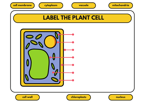 Plant and Animal cells vibrant diagrams | Teaching Resources