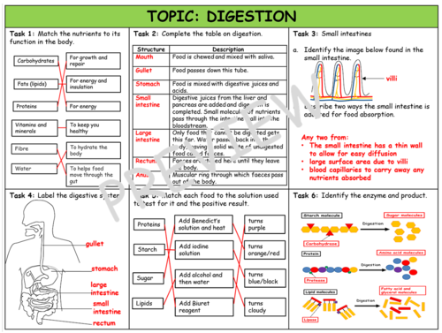 Digestion assessment | Teaching Resources