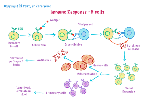 B-Cell Response - Immune System (A Level Biology, All Exam Boards ...