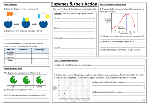 CB1g - Enzymes & Enzyme Action summary sheet (Edexcel Combined Biology ...
