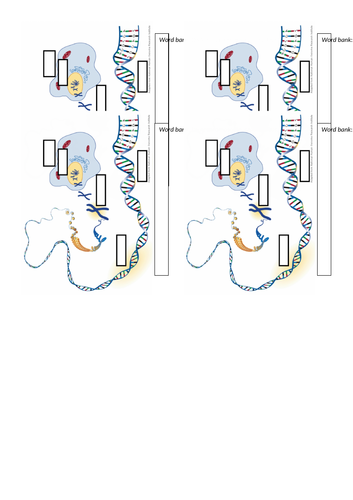 DNA and the genome GCSE BIO | Teaching Resources