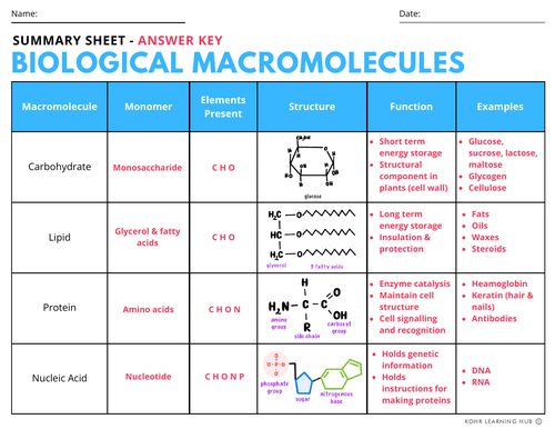 Biological Macromolecules - Summary Sheet Activity - High School ...