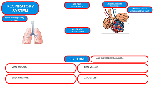 Knowledge Organiser - Respiratory System | Teaching Resources