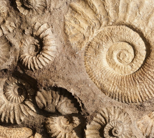 History - Fossils - Mary Anning Instant Display Letter Lettering Set ...