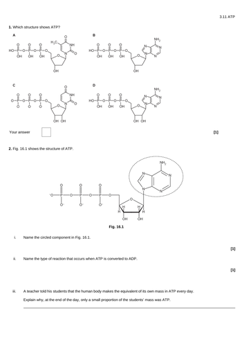 OCR Biology A- 3.11 ATP | Teaching Resources