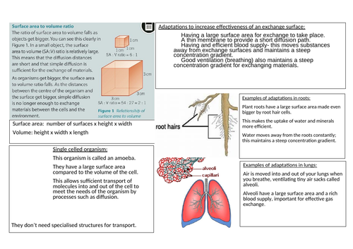 GCSE Science B1 Cell structure and transport Powerpoints and exam questions | Teaching Resources