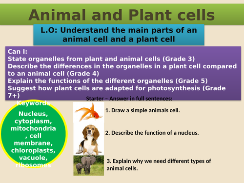 GCSE Science B1 Cell structure and transport Powerpoints and exam ...