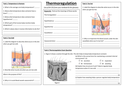 SB7g - Thermoregulation summary sheet (Edexcel Single Biology GCSE ...