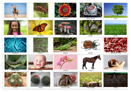 MRS GREN Living Nonliving | Teaching Resources