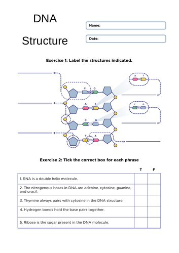 DNA worksheet | Teaching Resources