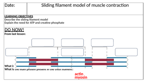 OCR A Level biology - NERVES AND MUSCLES | Teaching Resources