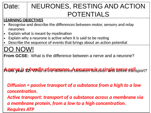 OCR A Level biology - NERVES AND MUSCLES | Teaching Resources