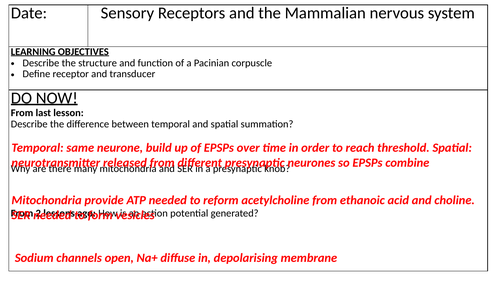 OCR A Level biology - NERVES AND MUSCLES | Teaching Resources