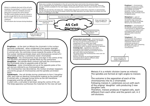 AS Biology - Completed Cell Division Revision Mat | Teaching Resources