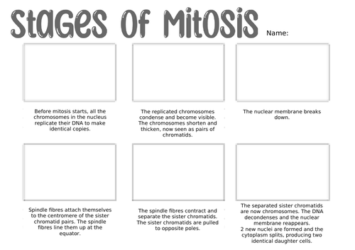 Mitosis Storyboard | Teaching Resources Mitosis Storyboard | Teaching Resources