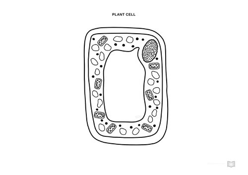 Plant Cell Diagram | Teaching Resources