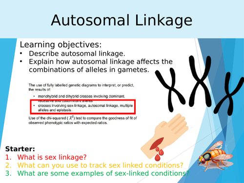 AQA A Level Biology 17.7 Autosomal Linkage | Teaching Resources
