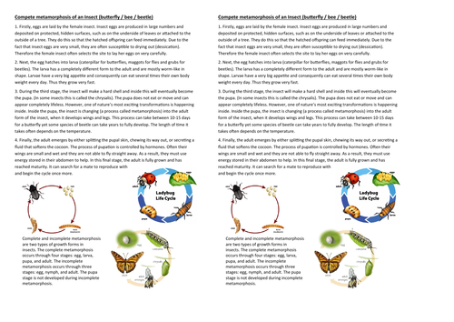 Complete metamorphosis of insects reading comprehension | Teaching ...