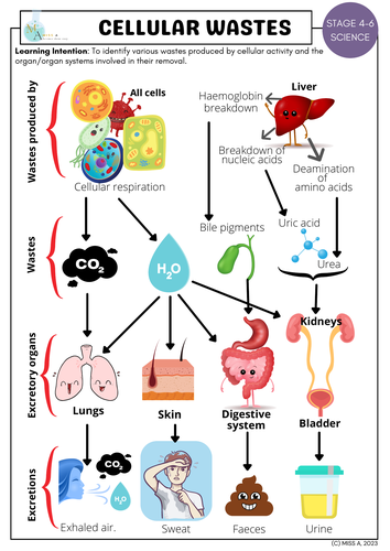 Cellular Wastes Removal - Informative Poster | Teaching Resources
