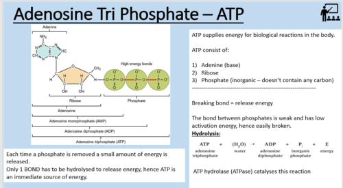 ATP A-level Biology | Teaching Resources