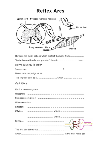 Reflex arcs worksheet, AQA GCSE 9-1 biology | Teaching Resources