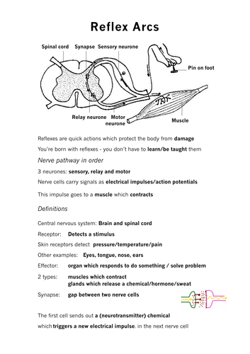 Reflex arcs worksheet, AQA GCSE 9-1 biology | Teaching Resources