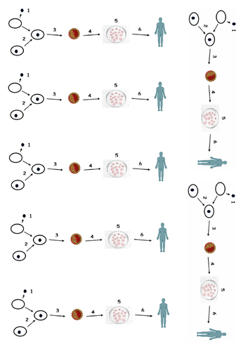 GCSE AQA B2 Cell Division Complete topic | Teaching Resources