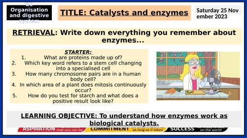 B3 Organisation and the Digestive system GCSE AQA | Teaching Resources