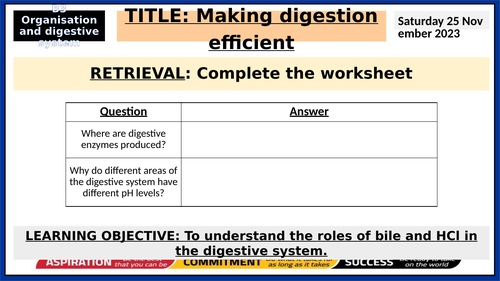 B3 Organisation and the Digestive system GCSE AQA | Teaching Resources
