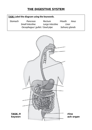 B3 Organisation and the Digestive system GCSE AQA | Teaching Resources
