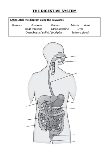 B3 Organisation and the Digestive system GCSE AQA | Teaching Resources